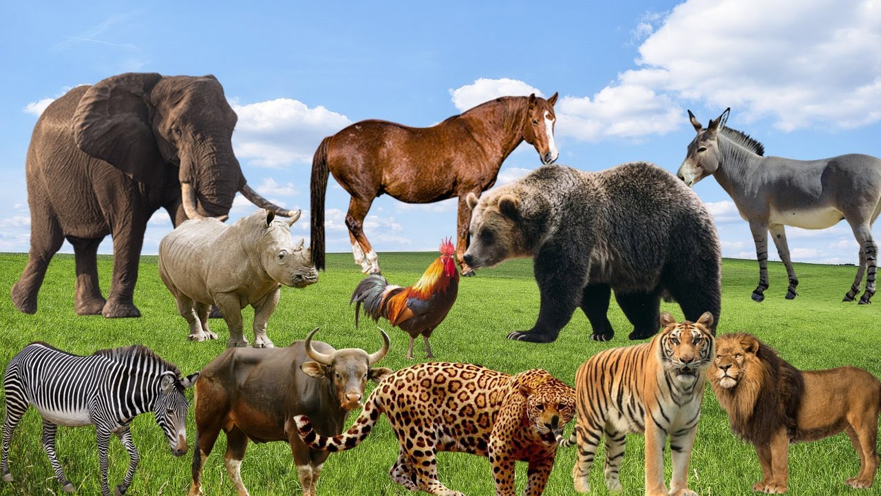 Nama Nama Hewan awalan D - G Dalam Bahasa Indonesia dan Bahasa Inggris ...