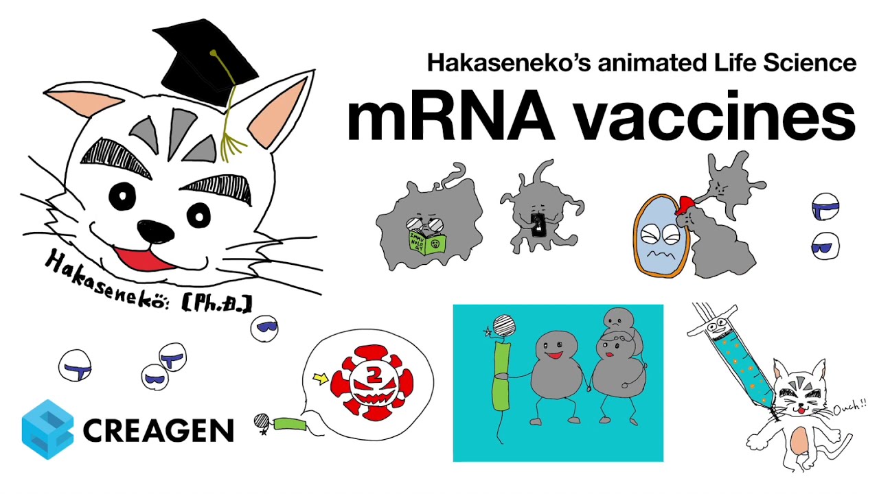 Hakaseneko's Animated Life Science: mRNA vaccine - YouTube