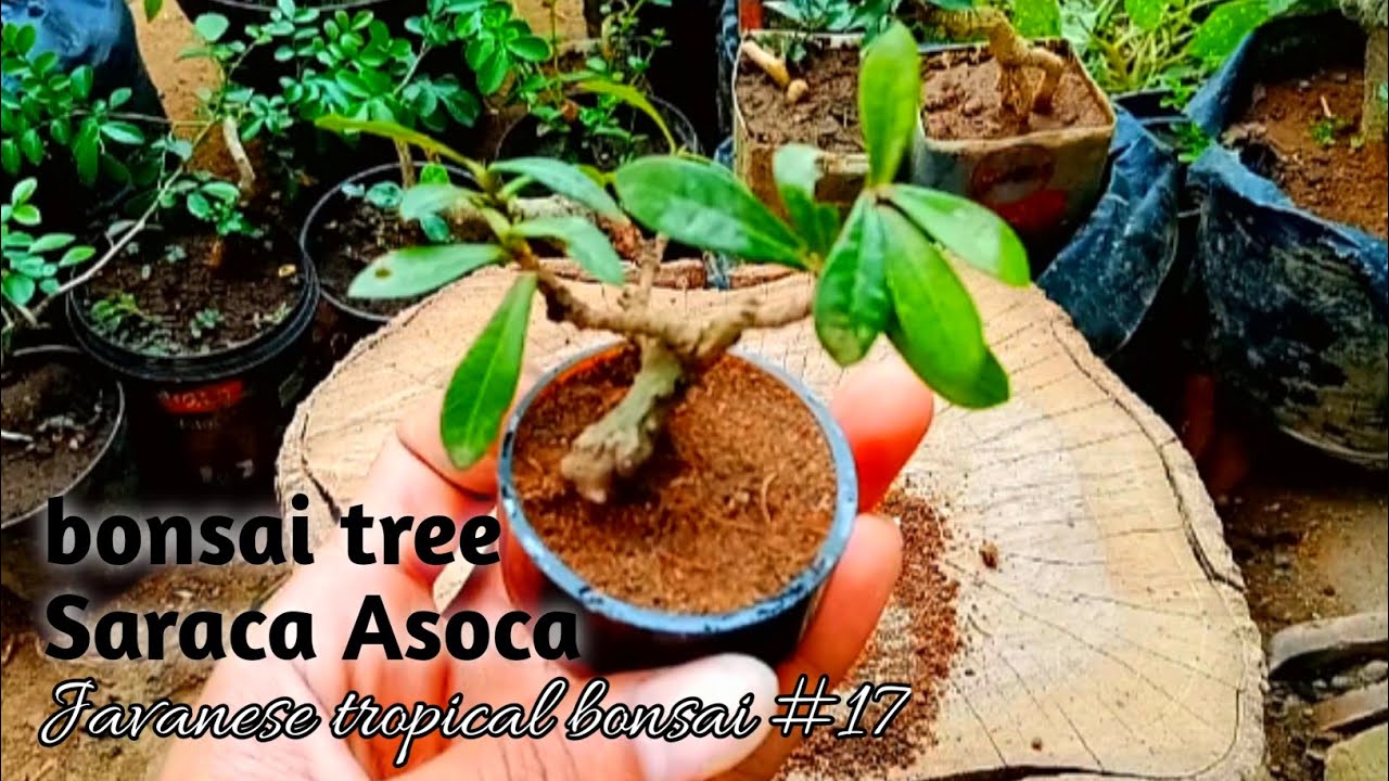 bonsai tree saraca asoca #17 @Javanesetropicalbonsai - YouTube