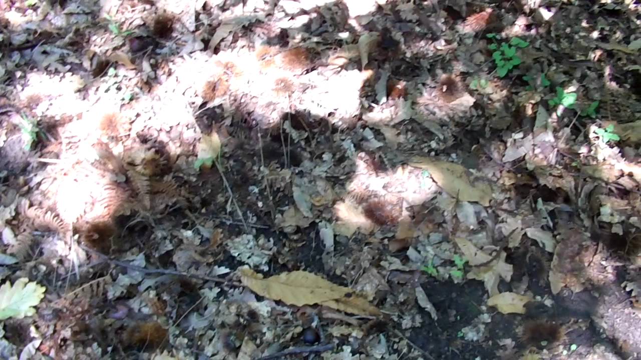 PORCINI E OVULI DEL 20 SETTEMBRE 2012 - YouTube