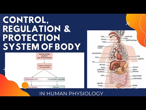 Control, Regulation & Protection System of the Body in Human Physiology ...
