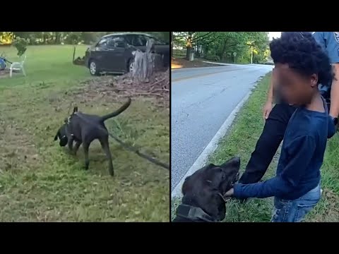 K-9s Who Found Missing People