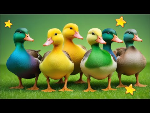 Bebek Adus Kali Warna-warni , Bebek Berenang Pink , 5 Ducks Swimming Song , Lagu Bebek Ya Mama