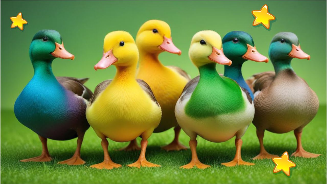 Bebek Adus Kali Warna-warni , Bebek Berenang Pink , 5 Ducks Swimming ...