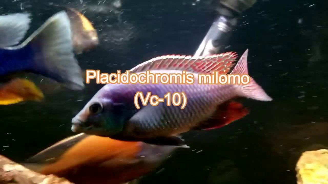 Vc-10 (milomo) and Fusco cichlid - YouTube