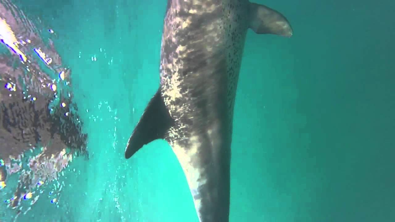 Ponta - YouTube