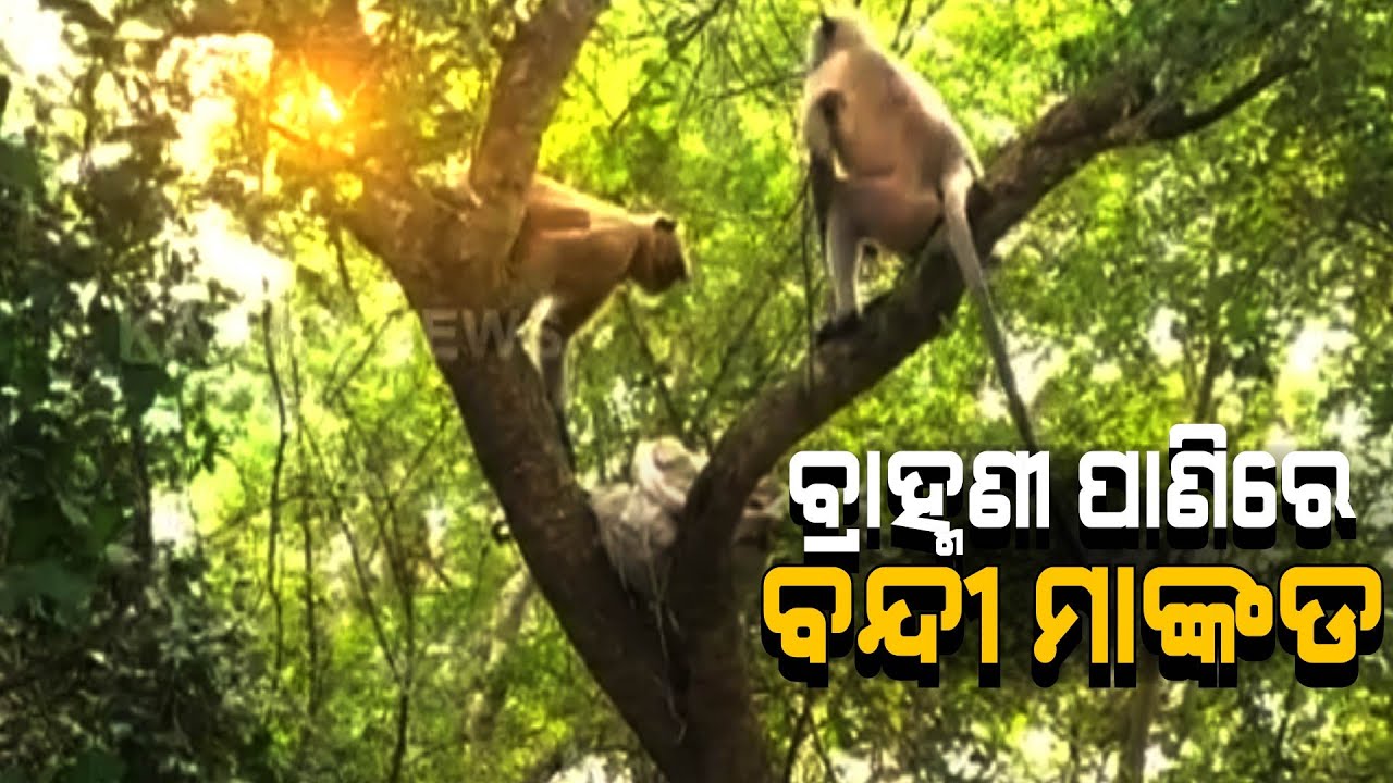 Troop Of Monkey Trapped, Human Turns Savior In Kendrapara | Odisha ...