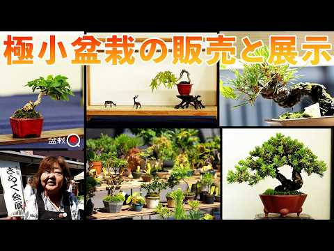 Ich besuchte die „Kiraku-Ausstellung“, eine Verkaufs- und Ausstellungsveranstaltung für Mame-Bonsai