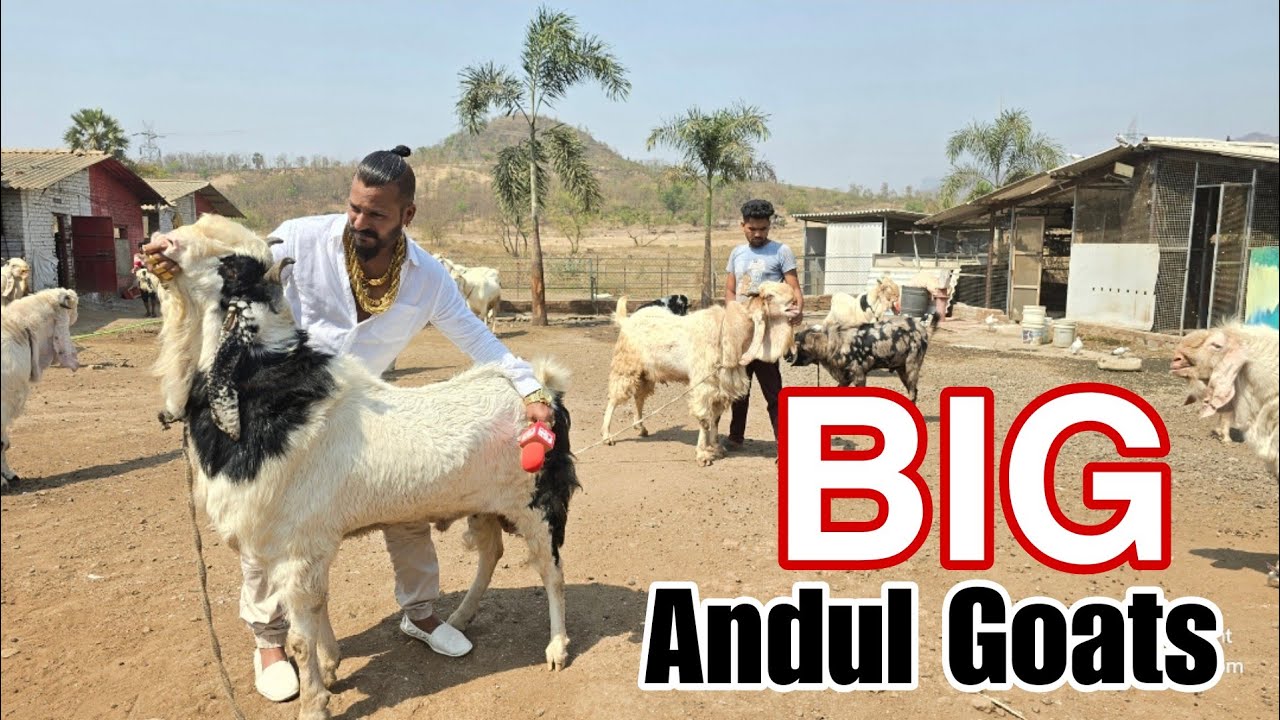 Biggest Andul Goats of MD Goat Farm Now Available For You To Grab - YouTube