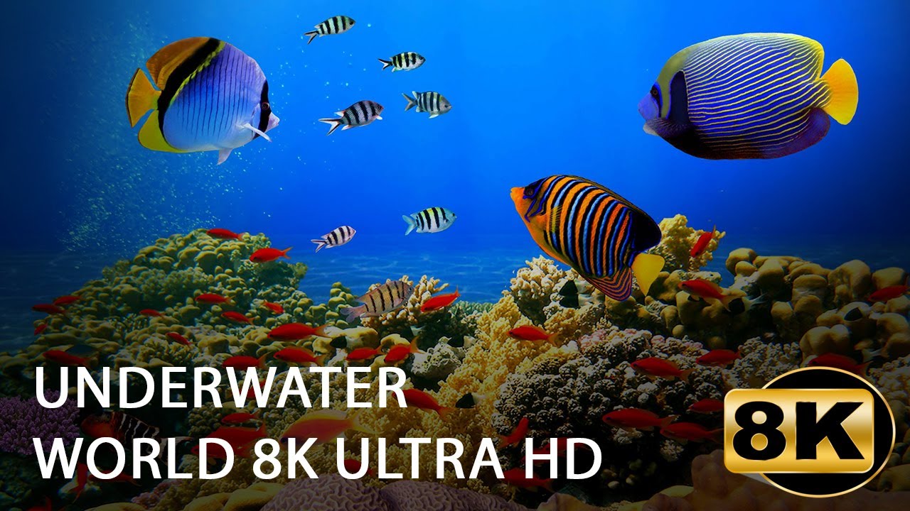 underwater world 8K ULTRA HD - YouTube