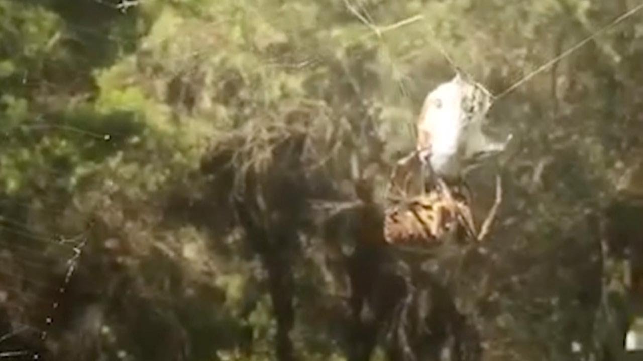 Spider Stops Its Prey From Escaping Its Clutches - YouTube