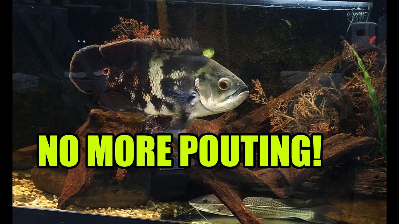 Updates and tons of fish footage! A day in the life of a Fish Pimp ...