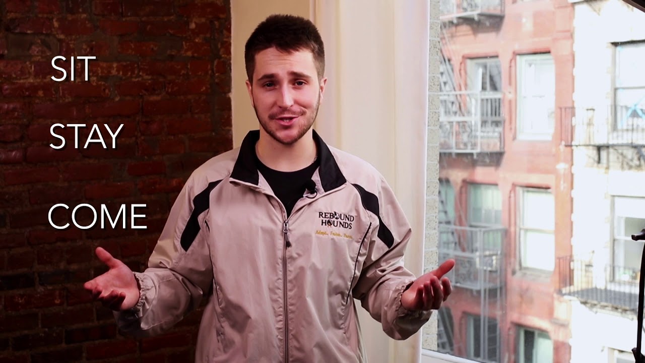 Enrichment for Your Foster Dog – Flash Class - YouTube