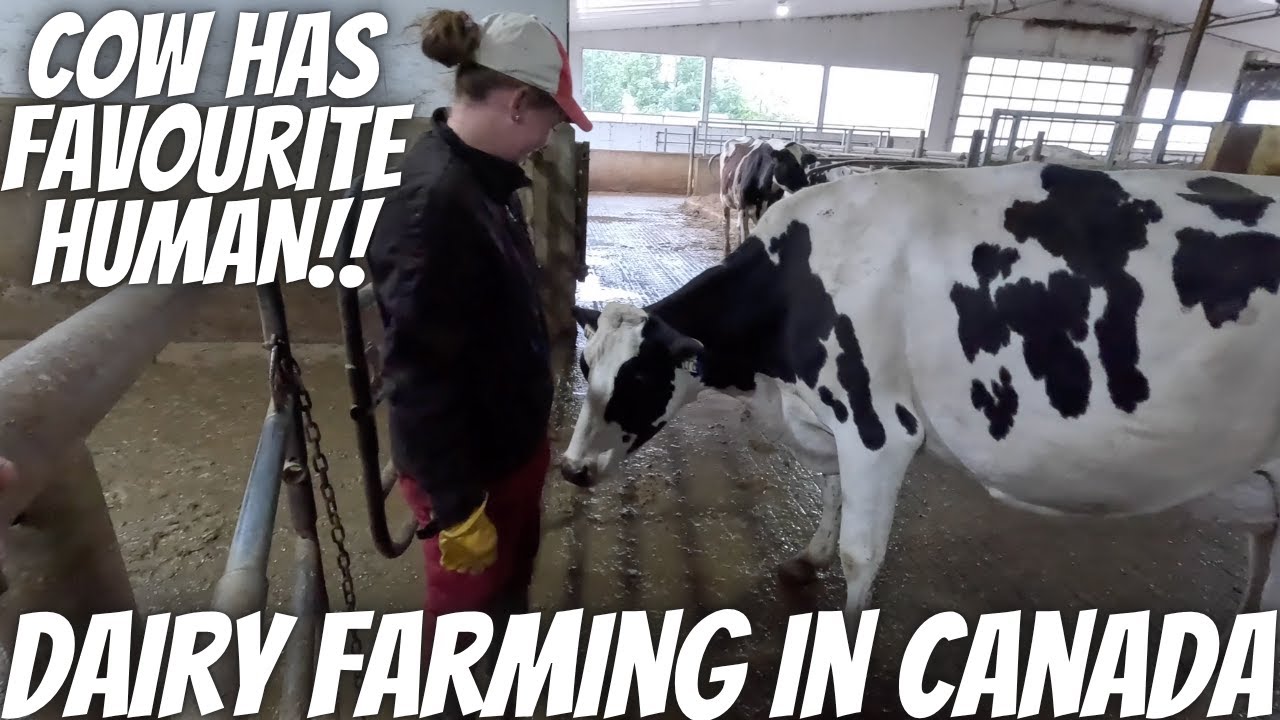 You Won't Believe How This Cow Reacts! - YouTube