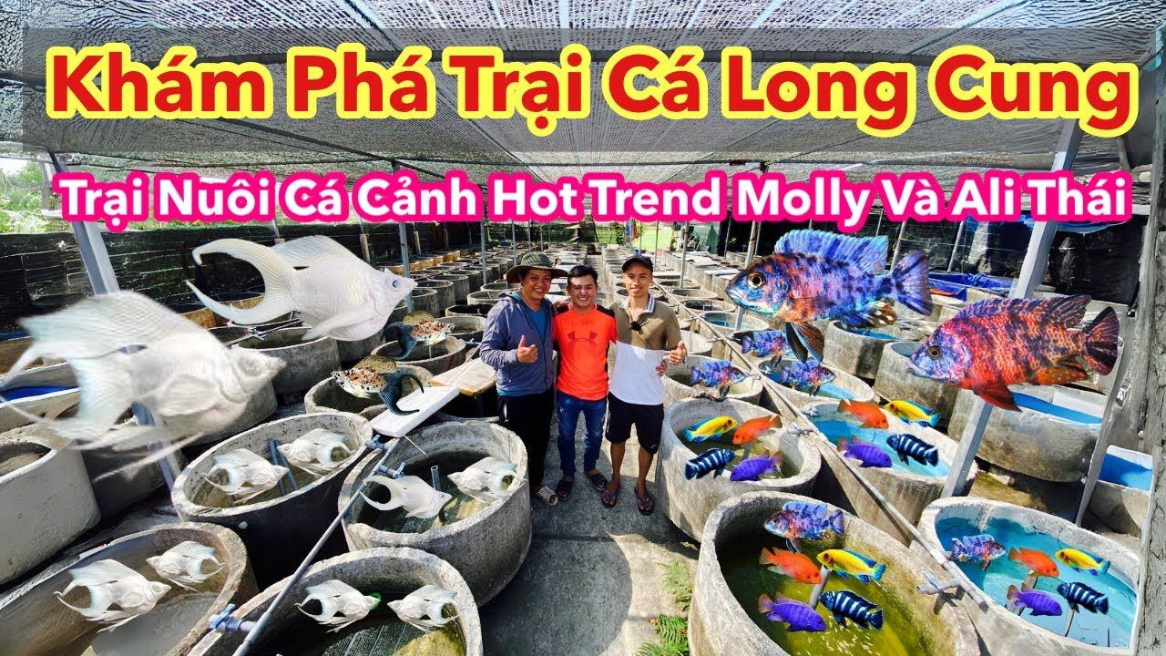 Khám Phá Trại Cá Cảnh Long Cung | Trại Nuôi Cá Cảnh Hot Trend Molly Và ...