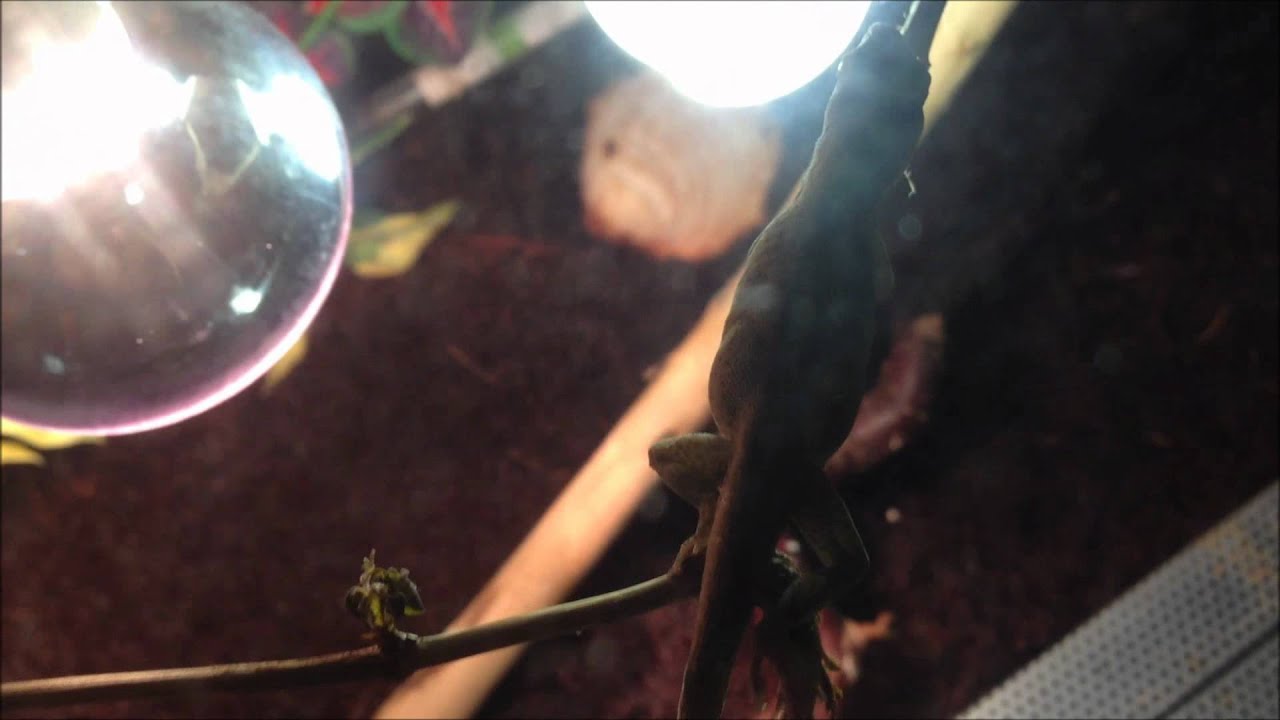 Help: Green anole terrarium - YouTube