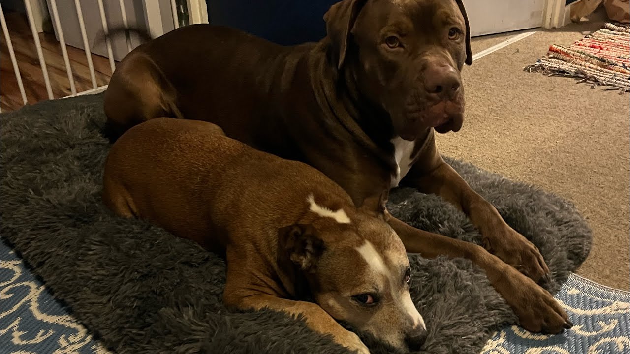 GOOD MORNING FROM GYPSY AND KARMA XX - YouTube