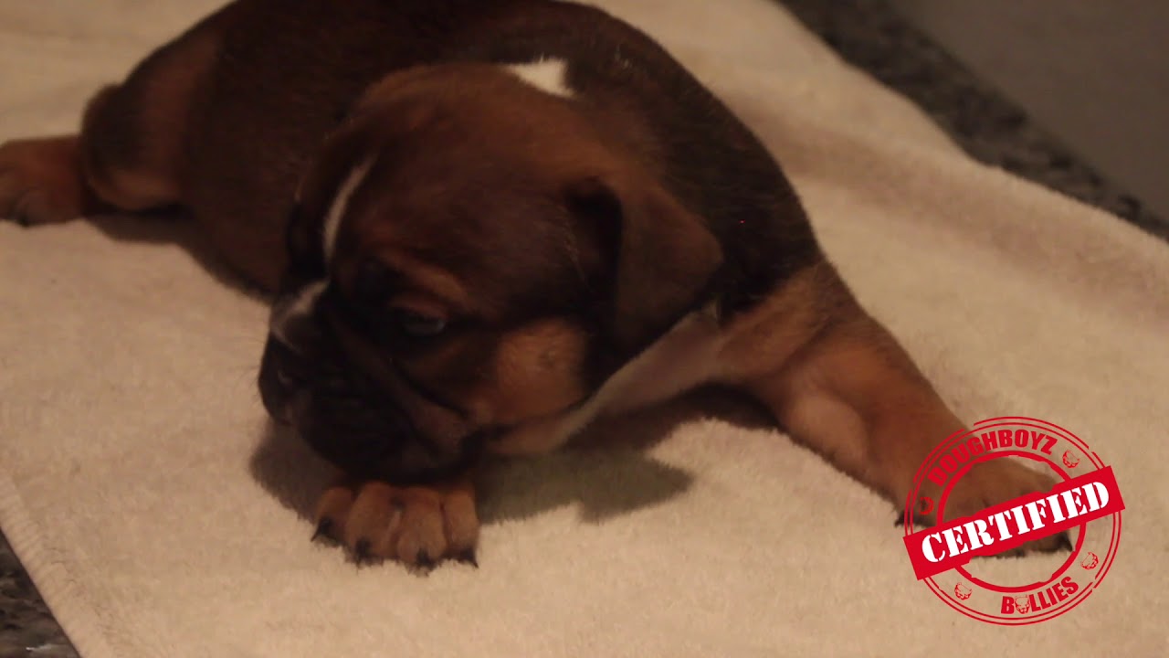 Sable tri Exotic American Bully Puppy - YouTube
