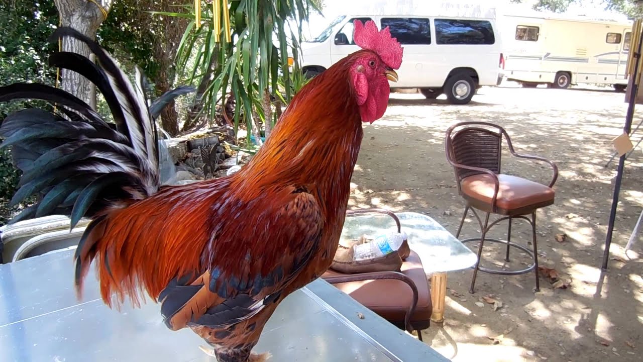 Rodney Animal Actors Rooster - YouTube