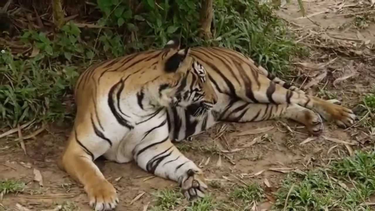 Malayan Tiger Irritated By Insects - YouTube