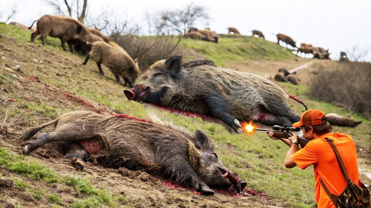 ¡Batalla épica! Abatido el jabalí más grande. Granjeros se enfrentan a ...
