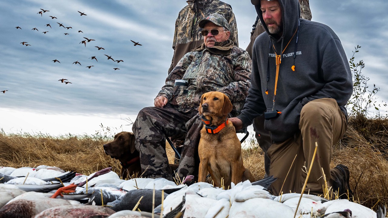 Duck Hunting Canada | Big Flocks of SNOW GEESE and MALLARDS - YouTube