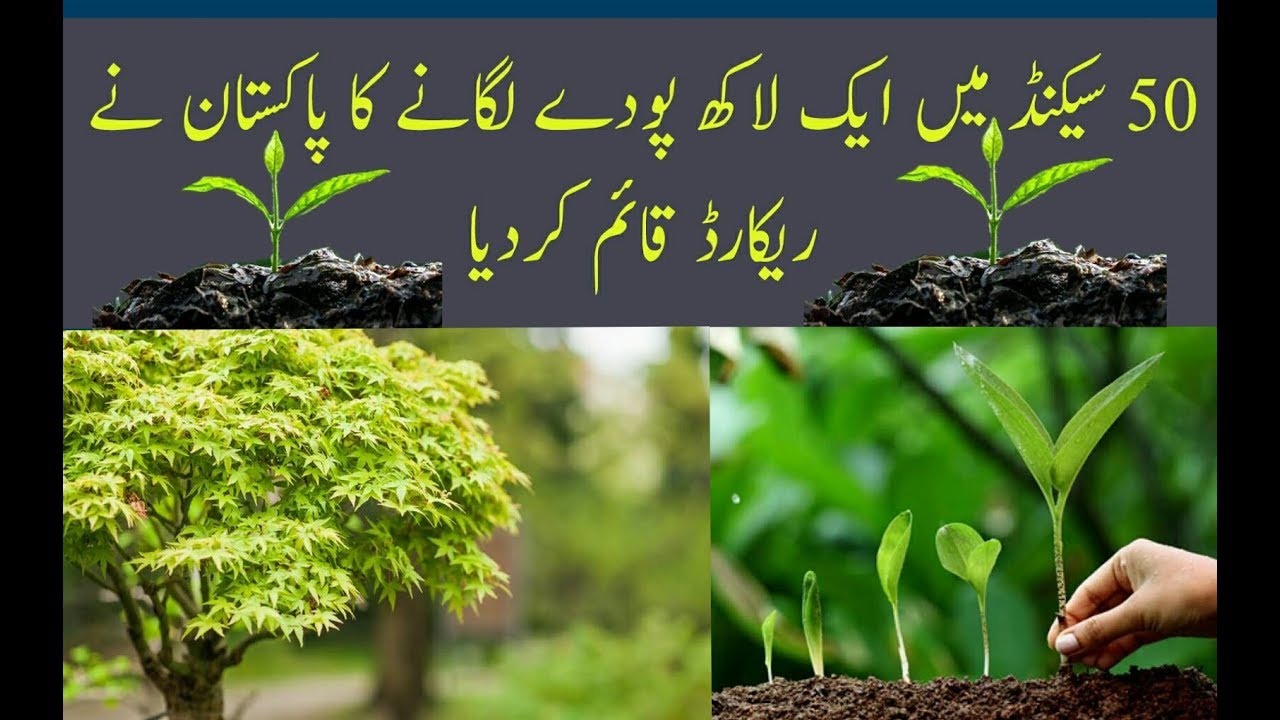 10000 plants in 50 seconds done bye changa manga peoples we love ...