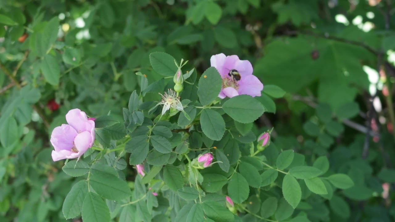 Wild Rose On PI - YouTube