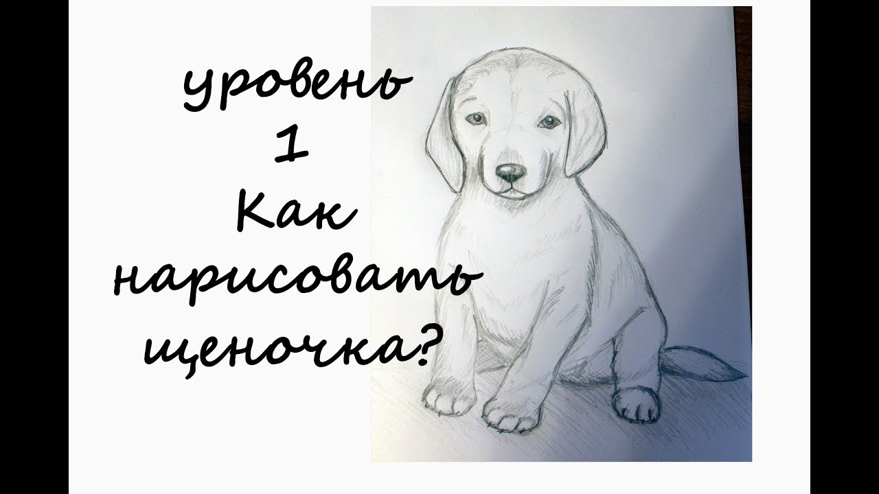 УРОВЕНЬ 1 Как НАРИСОВАТЬ ЩЕНКА Youtube