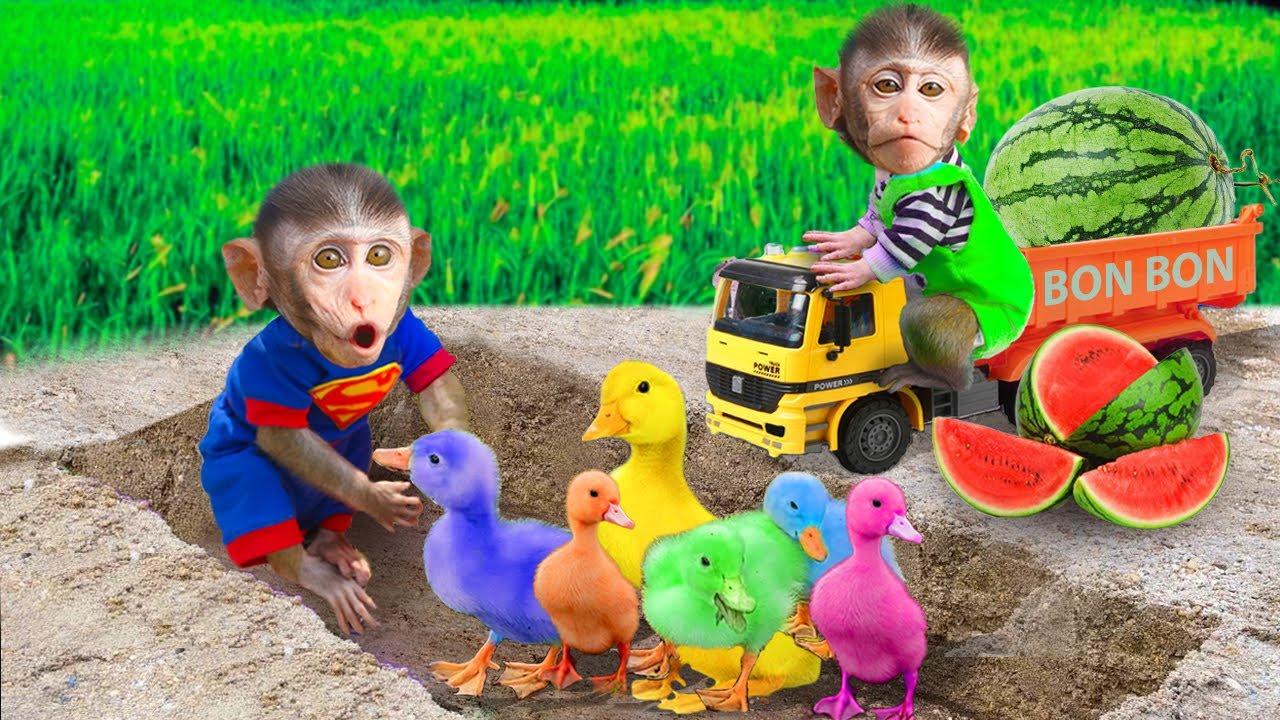 Monkey Bon Bon watermelon harvest and rescue colorful ducks - YouTube