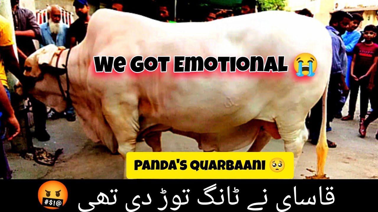 Biggest Bull Of Pakistan Panda's Quarbani 2024 🥲 | Eid UL Azha Day 1 😔 ...