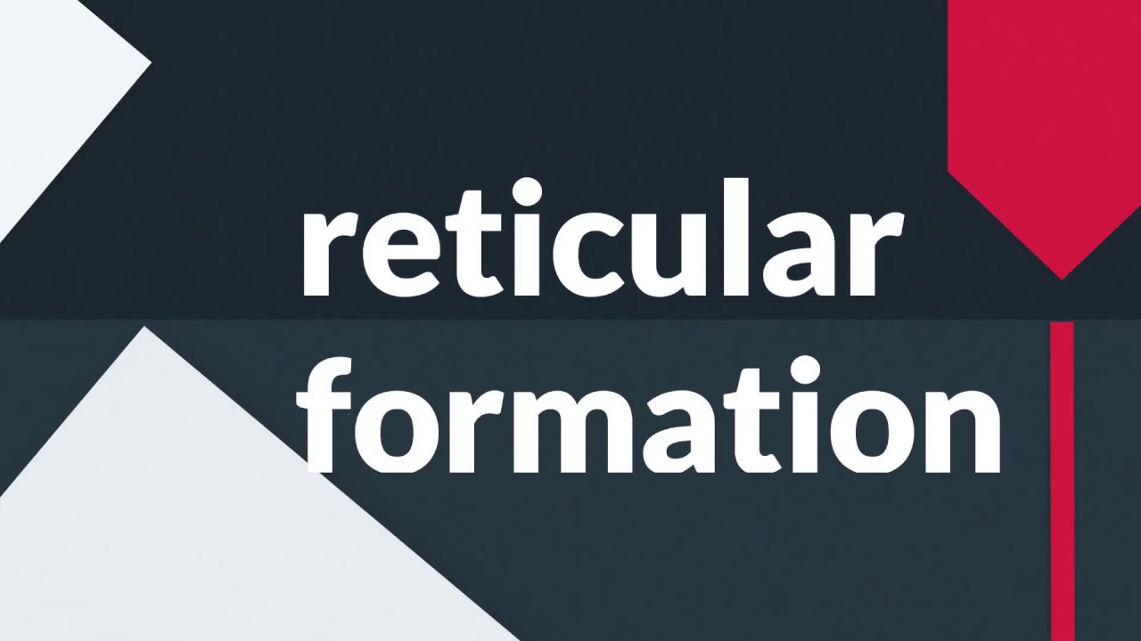 reticular formation - YouTube