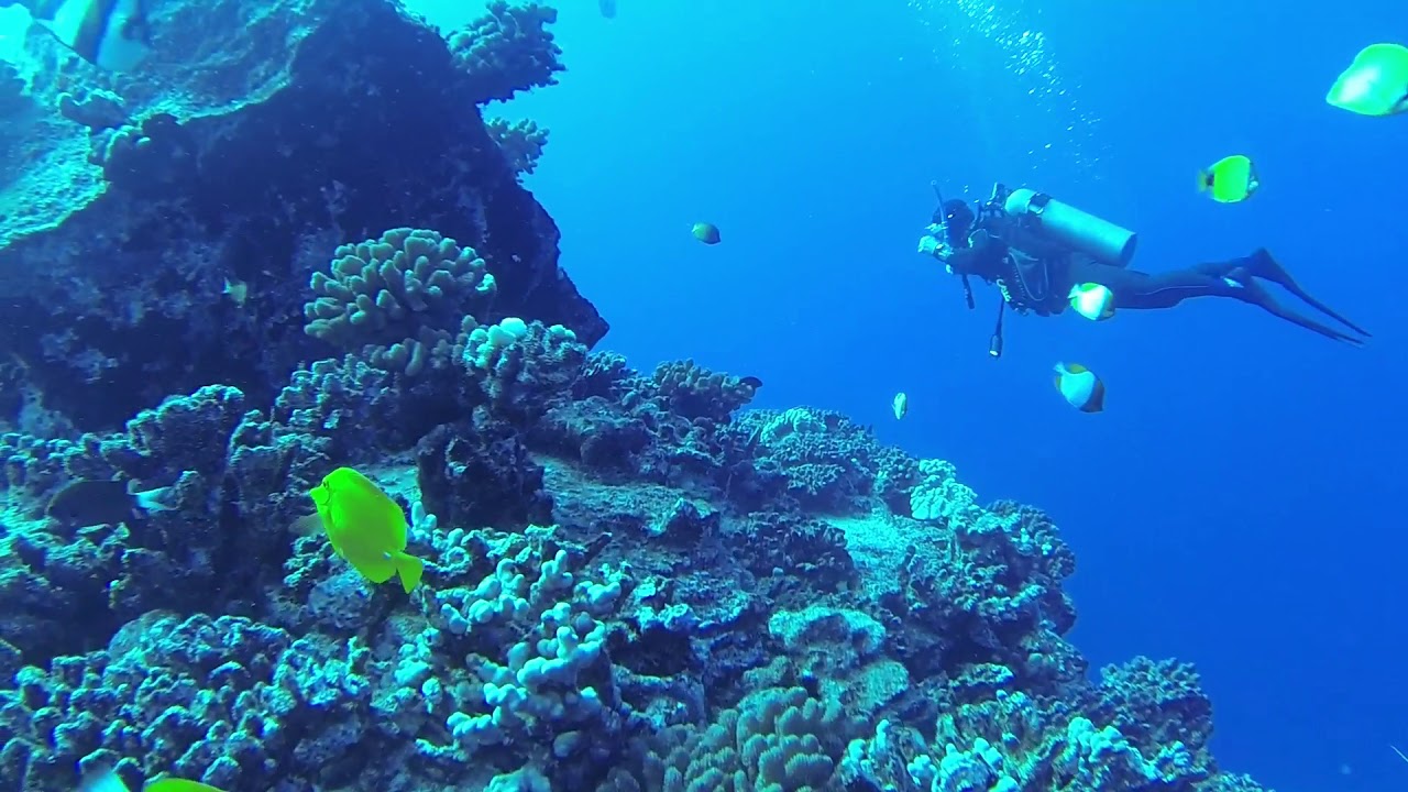 Molokini Crater back wall dives, Maui - YouTube