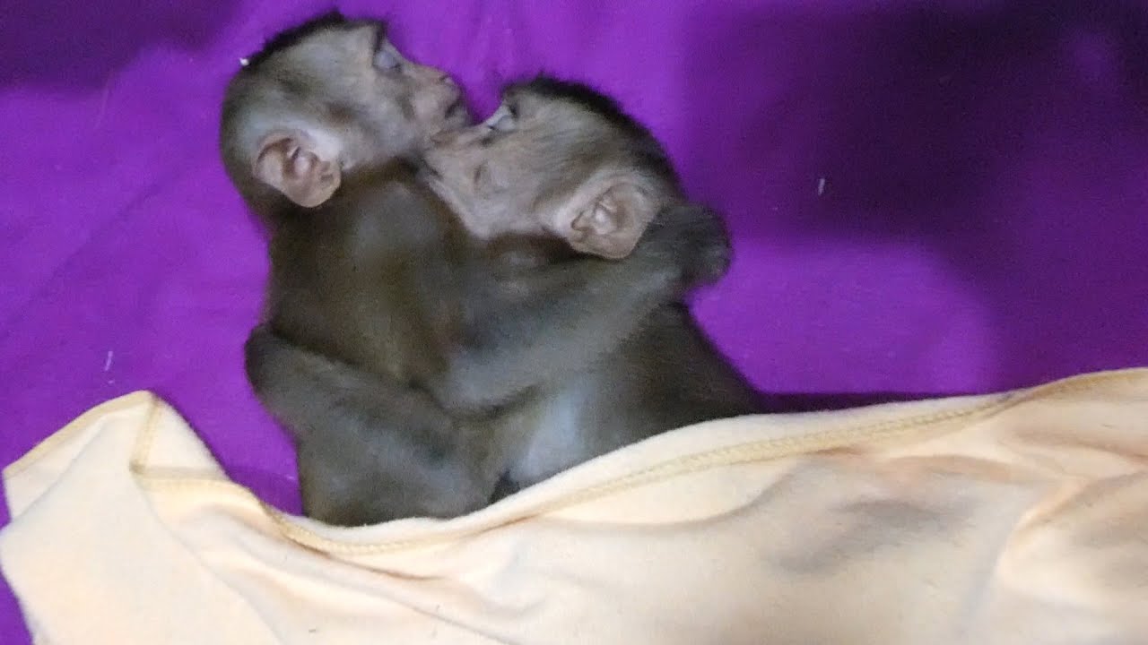 Awesome Small Both Babies Monkey Sweet-To and Ma Sleep Well At Night ...