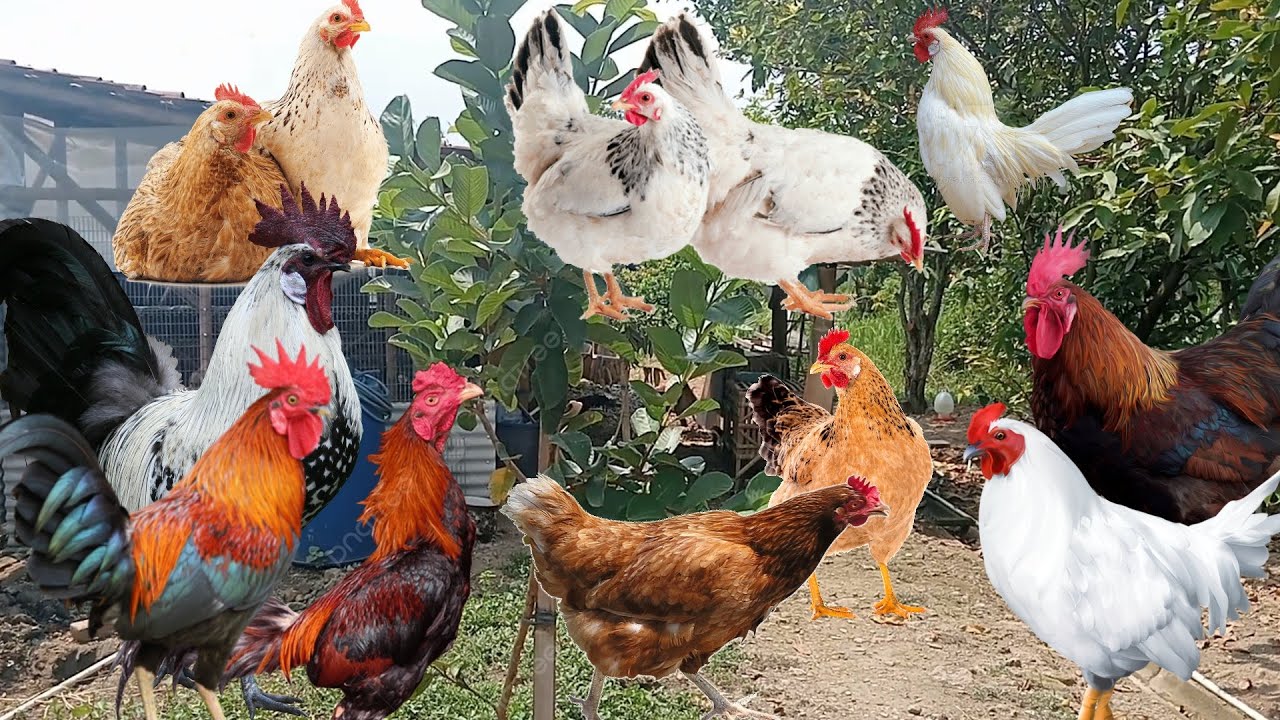 rooster competition for the love of a beautiful hen - YouTube