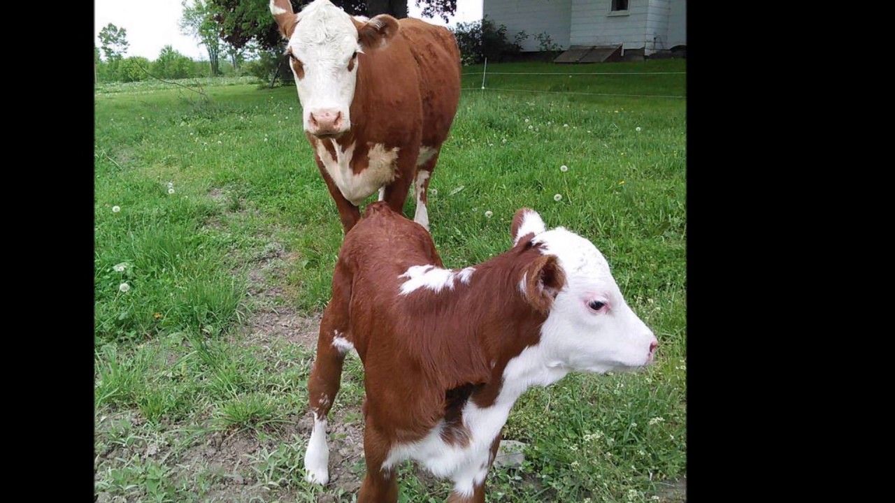 Silver Maple Farms Inc. 2016 - YouTube