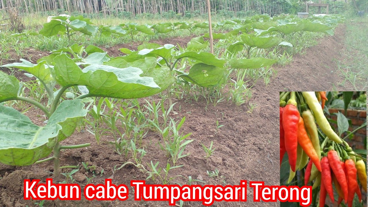 Kebun Cabe Rawit Tumpangsari Terong - YouTube