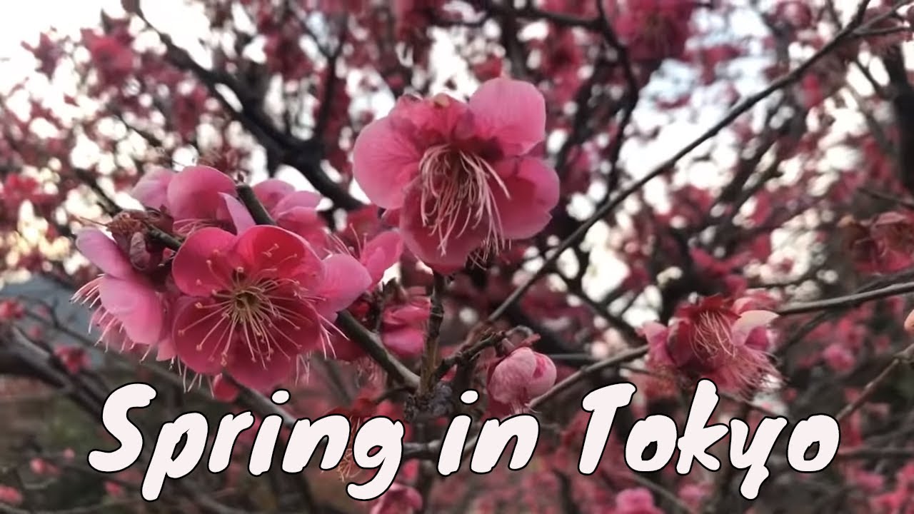 First Signs of Spring in Tokyo Japan TETSUGAKUDO PARK - YouTube