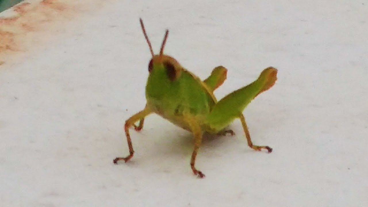 1959- FILHOTE de GRILO - YouTube