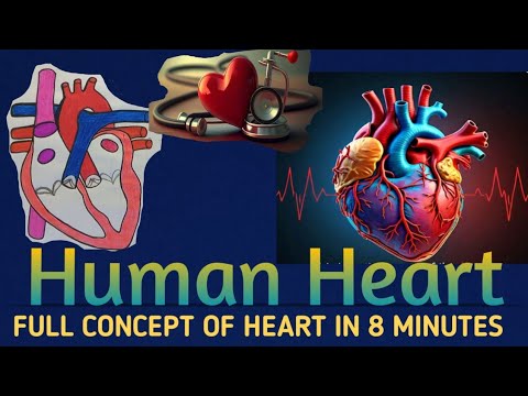 Human Heart ️|Introduction,Structure, Function,Diagram| All in one ...