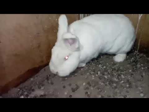 Nzb quyoni sotuvda tel: +998907574004 - YouTube