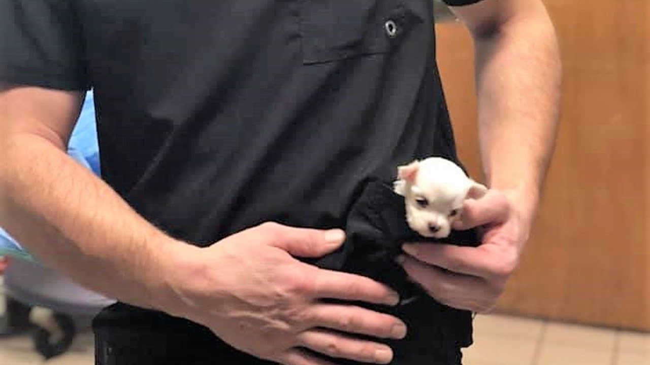 Rescue An Adorable Tiny Pup has A Deformed Front Leg - YouTube