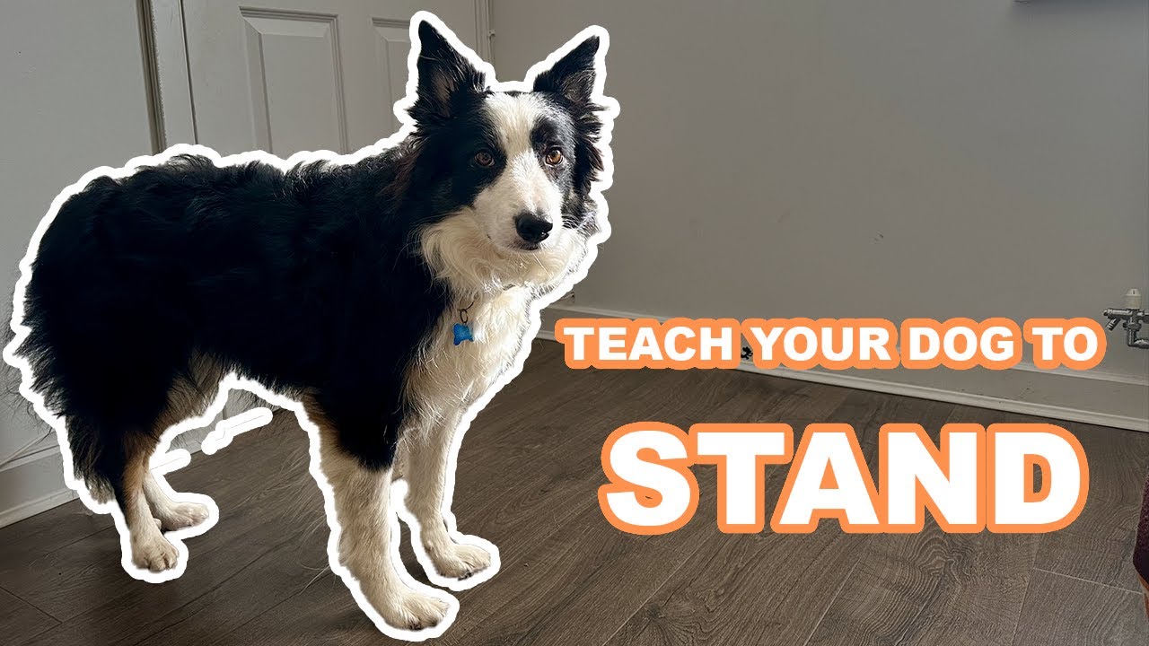 Teach your dog the STAND command in 5 SIMPLE STEPS! - YouTube