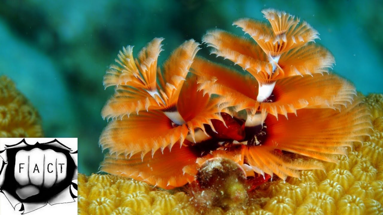 Top 10 Incredibly Colorful Ocean Creatures - YouTube