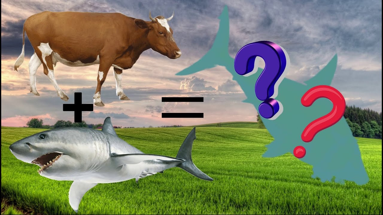 Shark + Cow = Dancing Shark Cow.Meme. - YouTube
