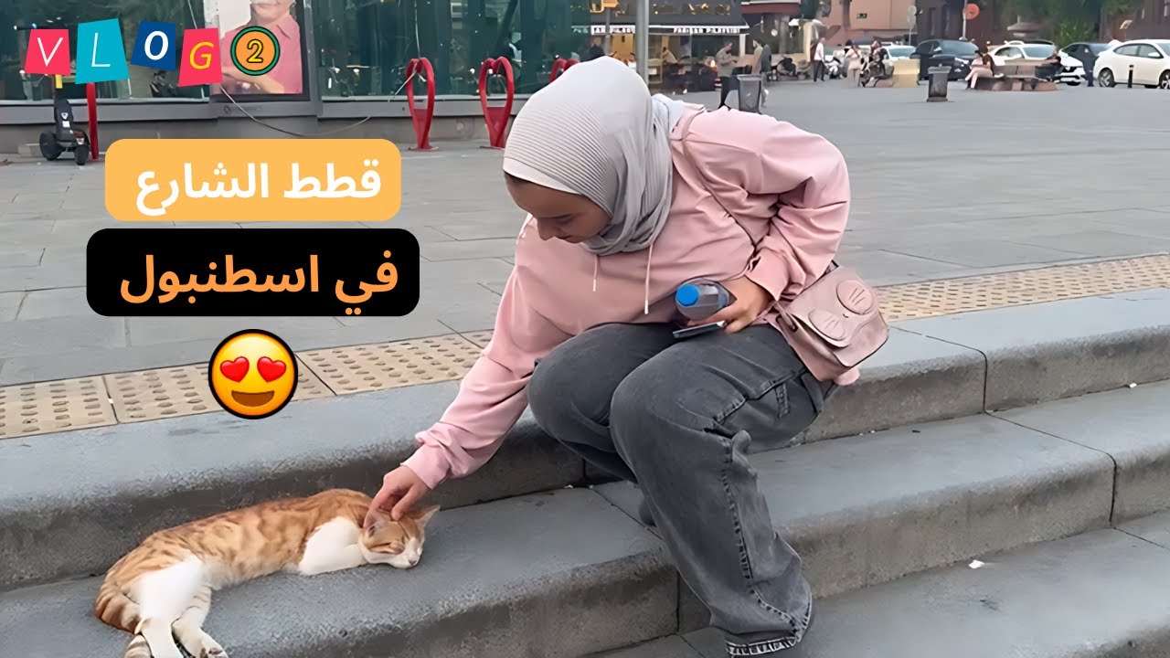 قطط إسطنبول الطف قطط في العالم Youtube