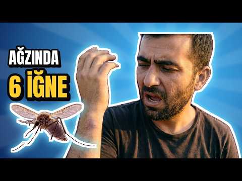 Sivrisinek Seni Isırdığında Vücudunda Ne Oluyor?