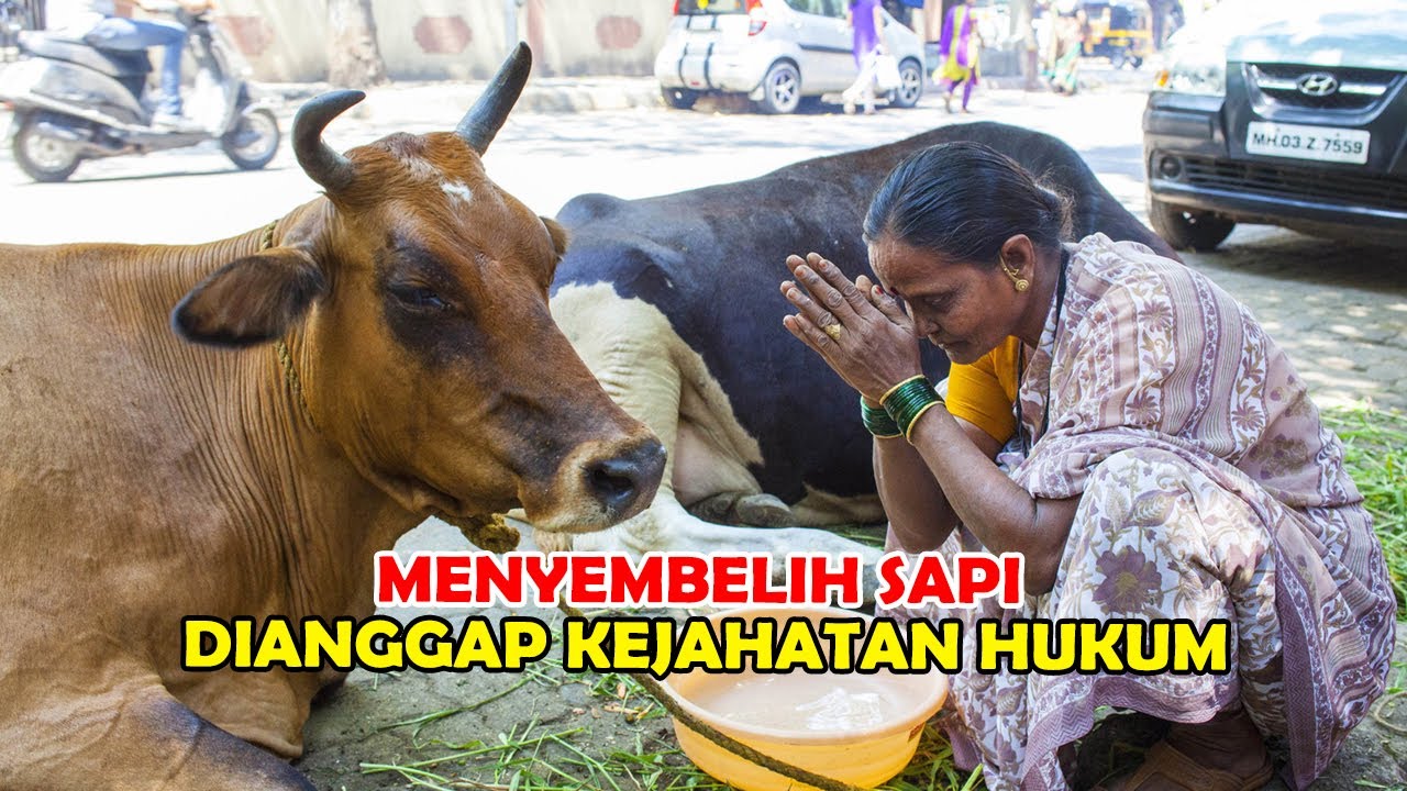 Dianggap SUCI di India Hewan ini Dijadikan Dewa - YouTube