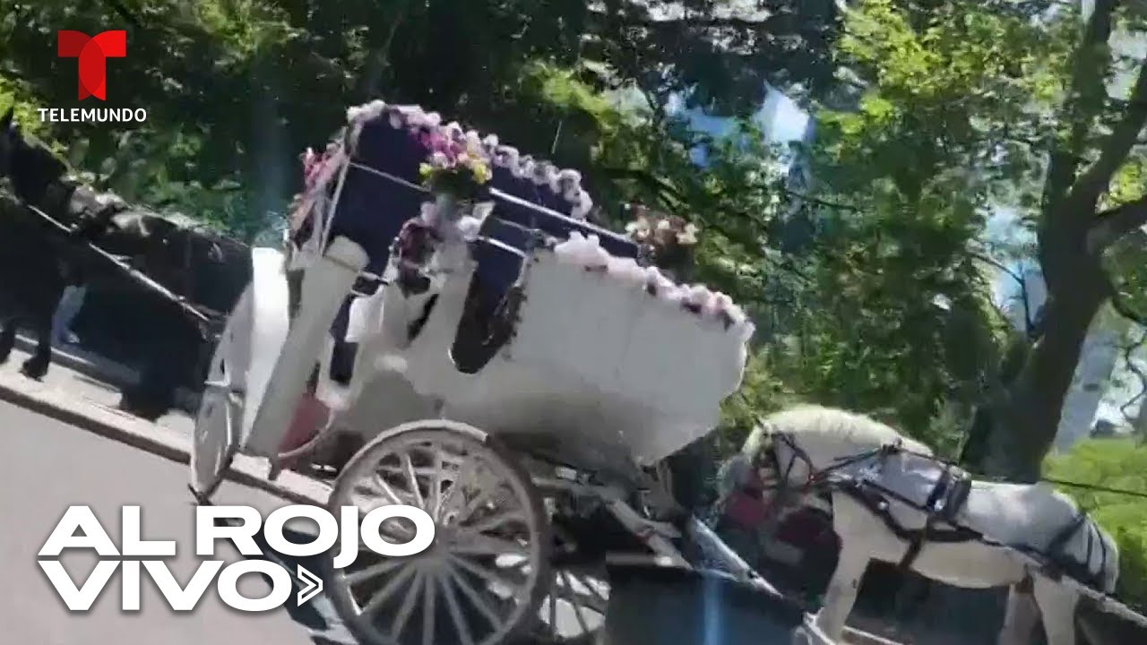 Caballos desbocados desatan caos en Nueva York y defensores piden ...