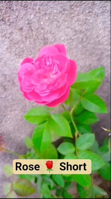 Rose flower short #trending - YouTube